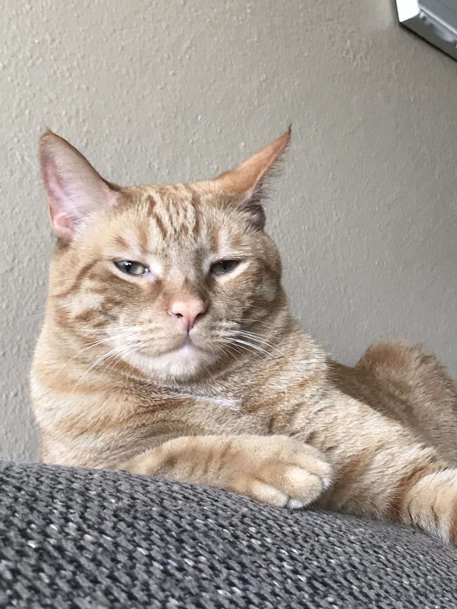 The Goonhammer Historicals Team Introduction: Pass In Review | Goonhammer