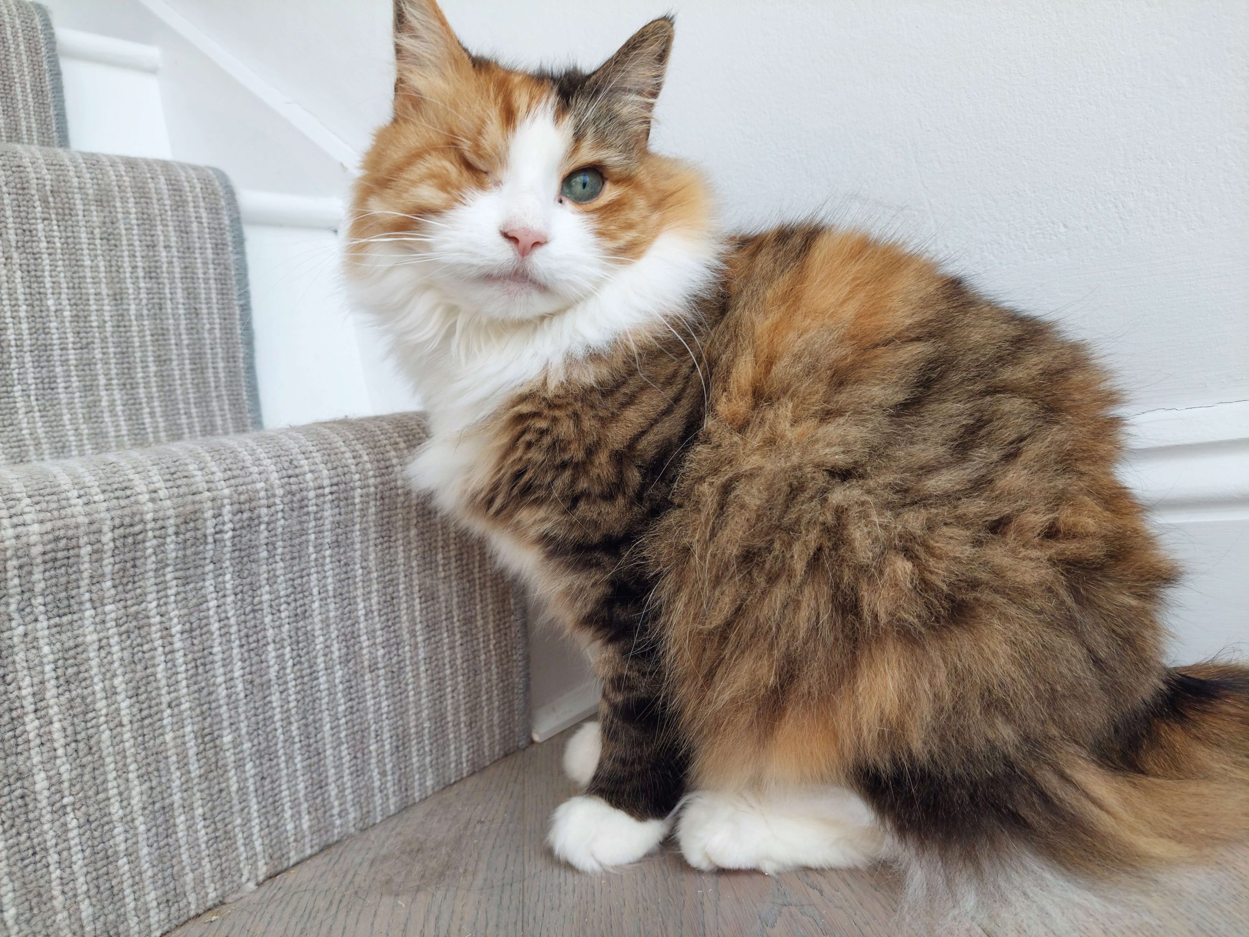 How to Build a Burrows and Badgers Warband | Goonhammer